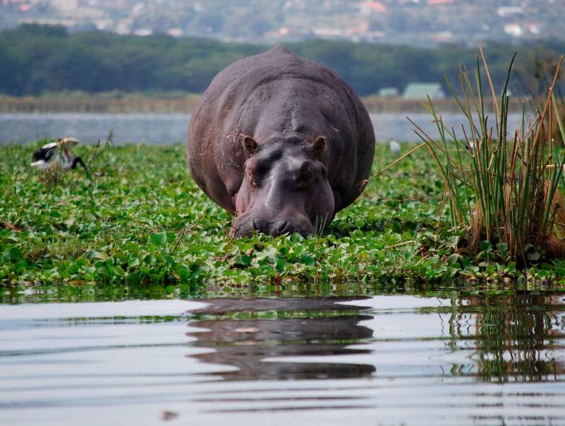 Бегемот (126 фото) - описание животного, виды, где живет, что ест
