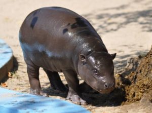 Бегемот (126 фото) - описание животного, виды, где живет, что ест