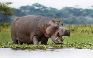Бегемот (126 фото) - описание животного, виды, где живет, что ест