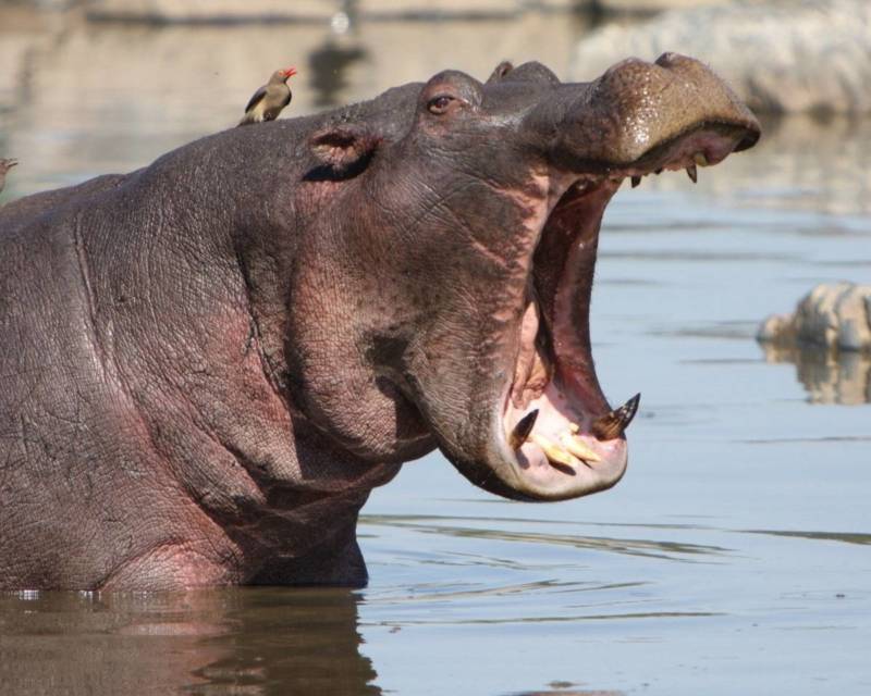 Бегемот (126 фото) - описание животного, виды, где живет, что ест