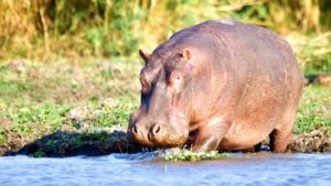 Бегемот (126 фото) - описание животного, виды, где живет, что ест