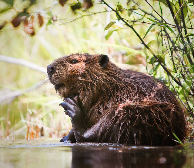 Бобёр (Бобр обыкновенный) - фото, описание, образ жизни, среда обитания, виды, чем питается ...
