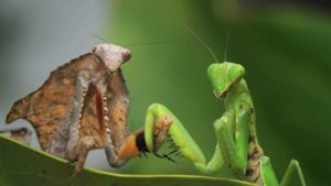 Богомол (89 фото) - описание, виды, где обитает, чем питается