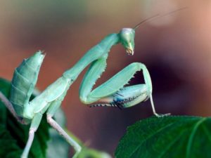Богомол (89 фото) - описание, виды, где обитает, чем питается