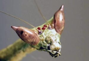 Богомол (89 фото) - описание, виды, где обитает, чем питается