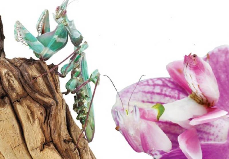 Богомол (89 фото) - описание, виды, где обитает, чем питается