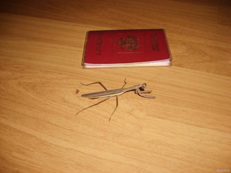 Богомол (89 фото) - описание, виды, где обитает, чем питается