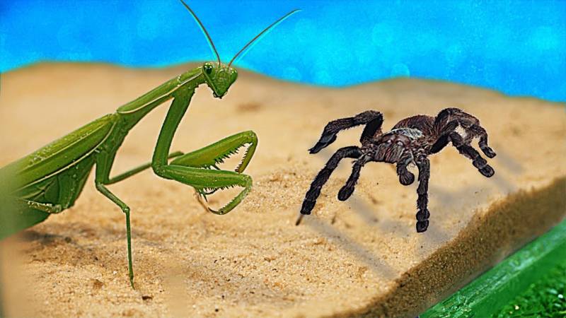 Богомол (89 фото) - описание, виды, где обитает, чем питается