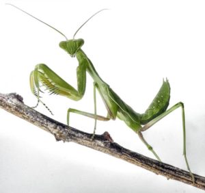 Богомол (89 фото) - описание, виды, где обитает, чем питается