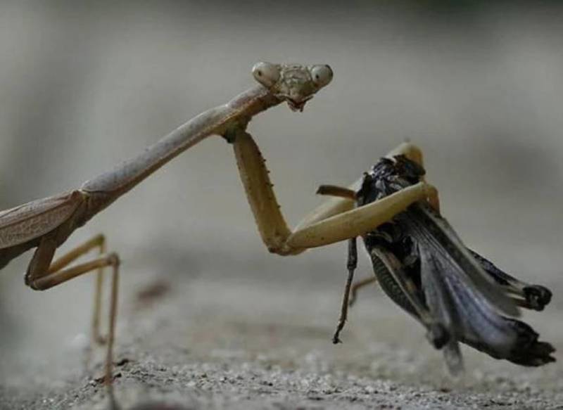 Богомол (89 фото) - описание, виды, где обитает, чем питается