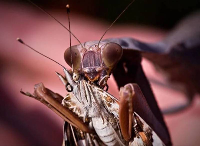 Богомол (89 фото) - описание, виды, где обитает, чем питается