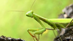 Богомол (89 фото) - описание, виды, где обитает, чем питается