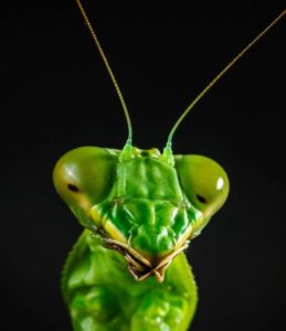 Богомол (89 фото) - описание, виды, где обитает, чем питается