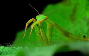 Богомол (89 фото) - описание, виды, где обитает, чем питается