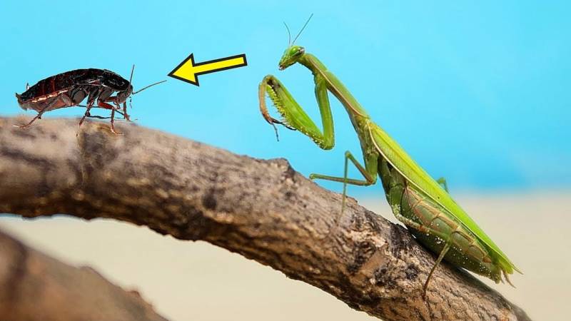 Богомол (89 фото) - описание, виды, где обитает, чем питается