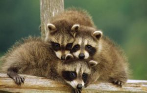 Енот (94 фото) - описание животного, виды, где обитает, размер, чем ...