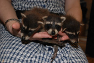 Енот (94 фото) - описание животного, виды, где обитает, размер, чем ...