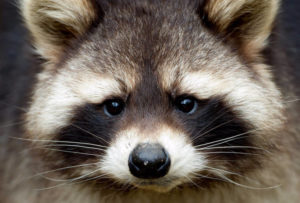 Енот (94 фото) - описание животного, виды, где обитает, размер, чем ...