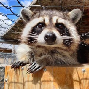 Енот (94 фото) - описание животного, виды, где обитает, размер, чем ...