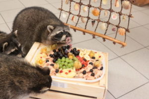 Енот (94 фото) - описание животного, виды, где обитает, размер, чем ...