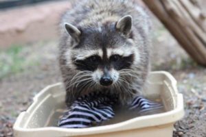 Енот (94 фото) - описание животного, виды, где обитает, размер, чем ...