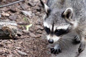 Енот (94 фото) - описание животного, виды, где обитает, размер, чем ...