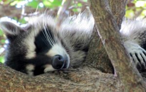 Енот (94 фото) - описание животного, виды, где обитает, размер, чем ...