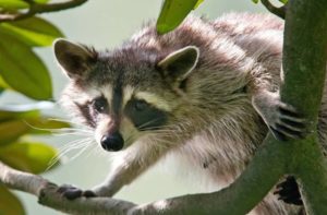 Енот (94 фото) - описание животного, виды, где обитает, размер, чем ...
