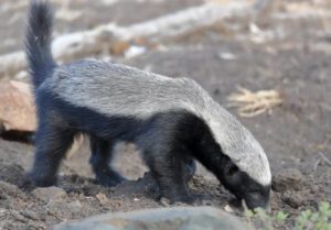Медоед (91 фото) - описание животного, где обитает, чем питается ...