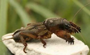 Медведка (92 фото) - описание насекомого, где обитает, чем питается