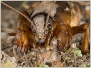 Медведка (92 фото) - описание насекомого, где обитает, чем питается