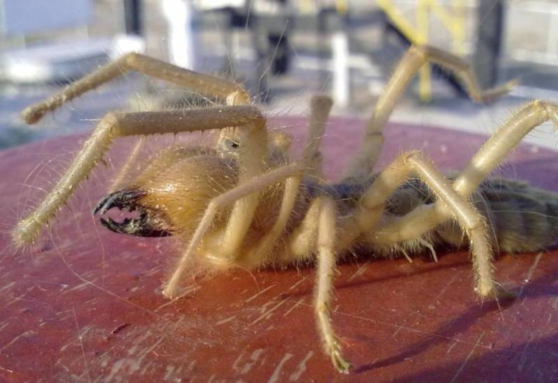 Сольпуга (98 фото) - описание, виды, размеры, укус и опасность для человека