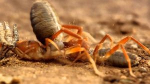 Сольпуга (98 фото) - описание, виды, размеры, укус и опасность для человека