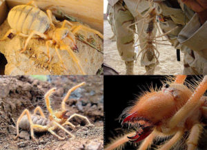 Сольпуга (98 фото) - описание, виды, размеры, укус и опасность для человека