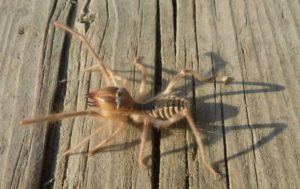 Сольпуга (98 фото) - описание, виды, размеры, укус и опасность для человека