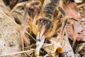 Сольпуга (98 фото) - описание, виды, размеры, укус и опасность для человека