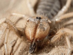 Сольпуга (98 фото) - описание, виды, размеры, укус и опасность для человека