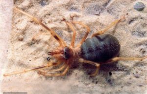 Сольпуга (98 фото) - описание, виды, размеры, укус и опасность для человека