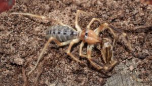 Сольпуга (98 фото) - описание, виды, размеры, укус и опасность для человека