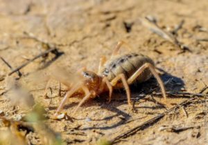 Сольпуга (98 фото) - описание, виды, размеры, укус и опасность для человека