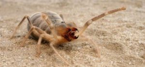 Сольпуга (98 фото) - описание, виды, размеры, укус и опасность для человека