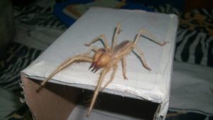 Сольпуга (98 фото) - описание, виды, размеры, укус и опасность для человека