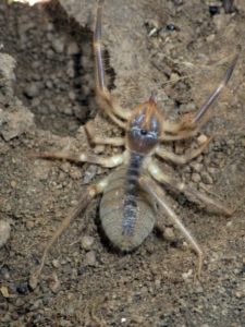 Сольпуга (98 фото) - описание, виды, размеры, укус и опасность для человека