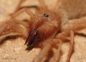 Сольпуга (98 фото) - описание, виды, размеры, укус и опасность для человека