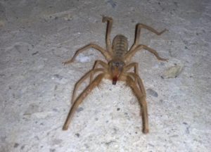 Сольпуга (98 фото) - описание, виды, размеры, укус и опасность для человека