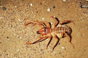 Сольпуга (98 фото) - описание, виды, размеры, укус и опасность для человека