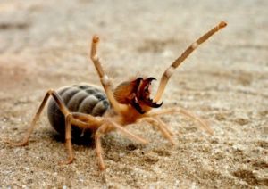 Сольпуга (98 фото) - описание, виды, размеры, укус и опасность для человека