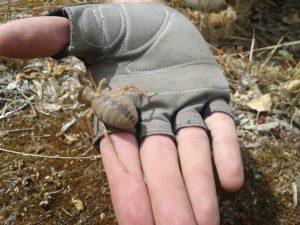 Сольпуга (98 фото) - описание, виды, размеры, укус и опасность для человека