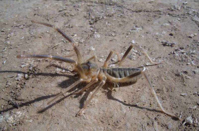 Сольпуга (98 фото) - описание, виды, размеры, укус и опасность для человека