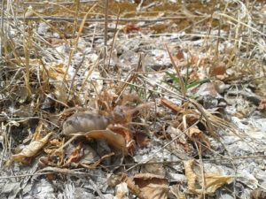 Сольпуга (98 фото) - описание, виды, размеры, укус и опасность для человека